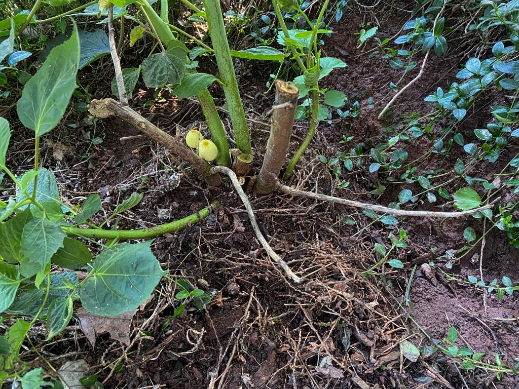 From the Hibiscus, Learn its Lesson... | International Ministries