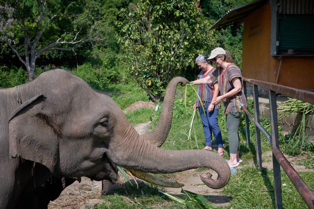 Elephants and Trauma Resilience | International Ministries